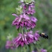 Lambada Bee Balm Bergamot Seeds Monarda Hybrida Lambada Cut Flower ...