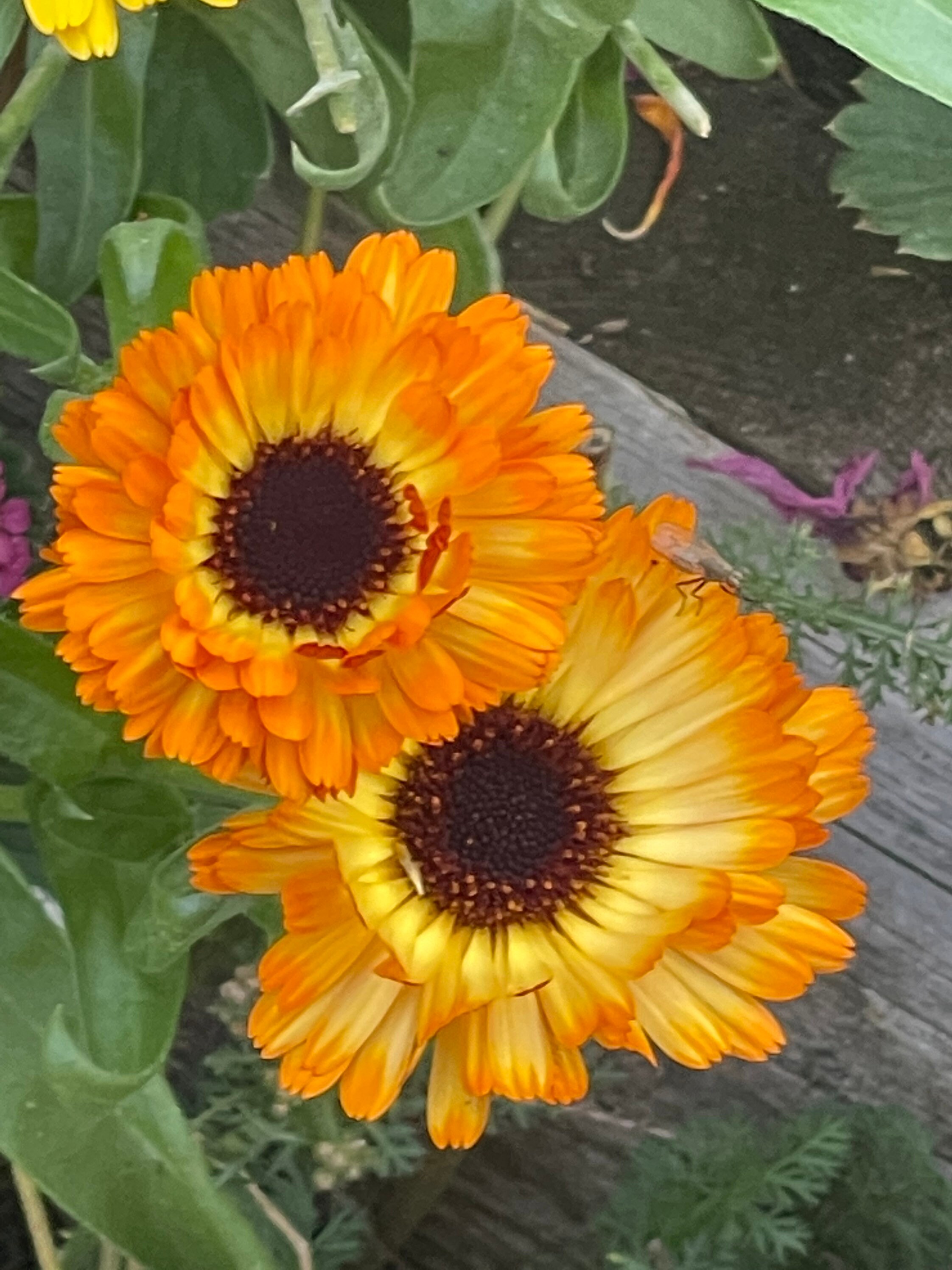 Calendula Tall Cutting Flowers SEEDS medicinal herb pot - Etsy 日本