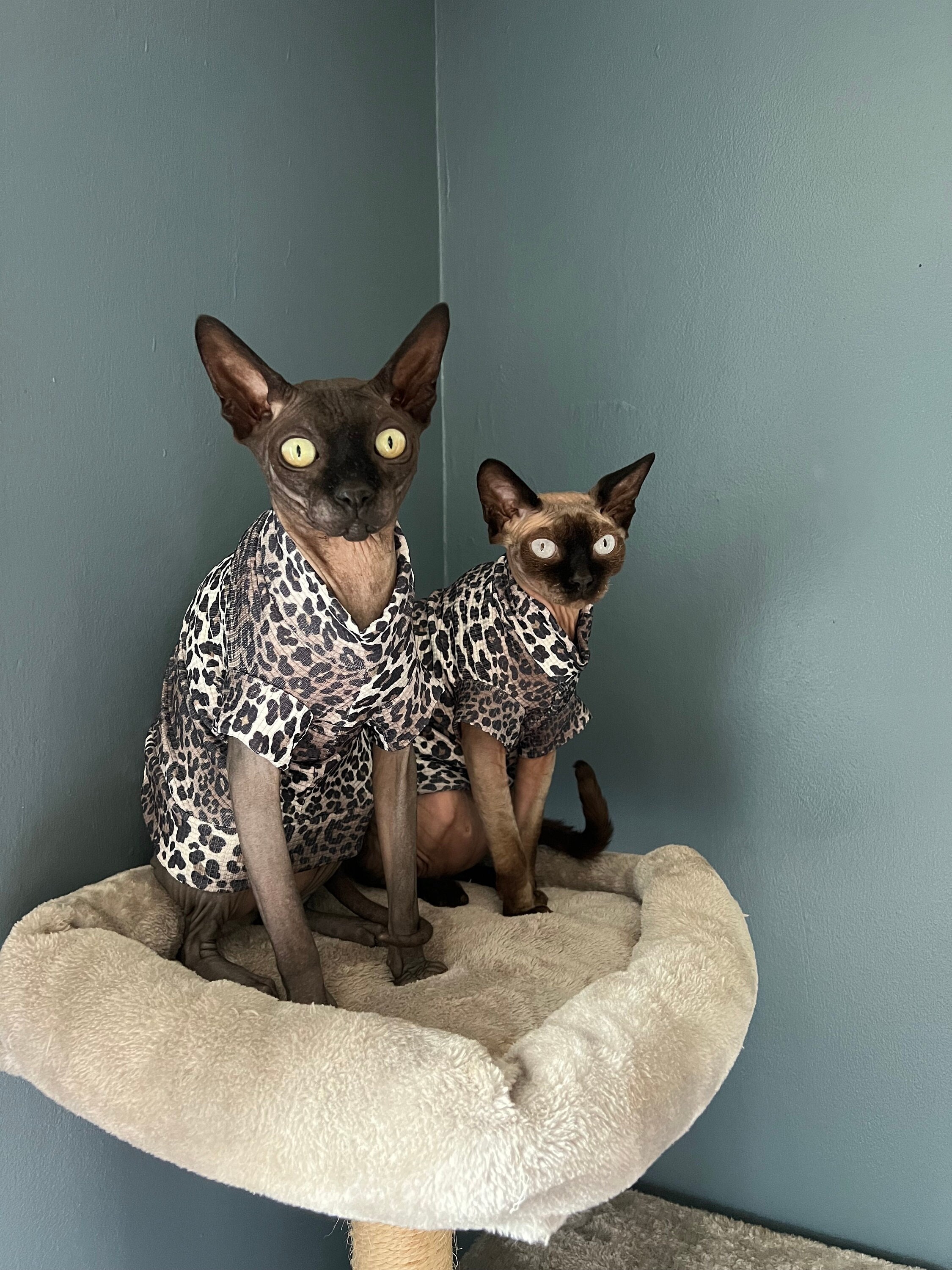 Tatty Sphynx Cat Clothes