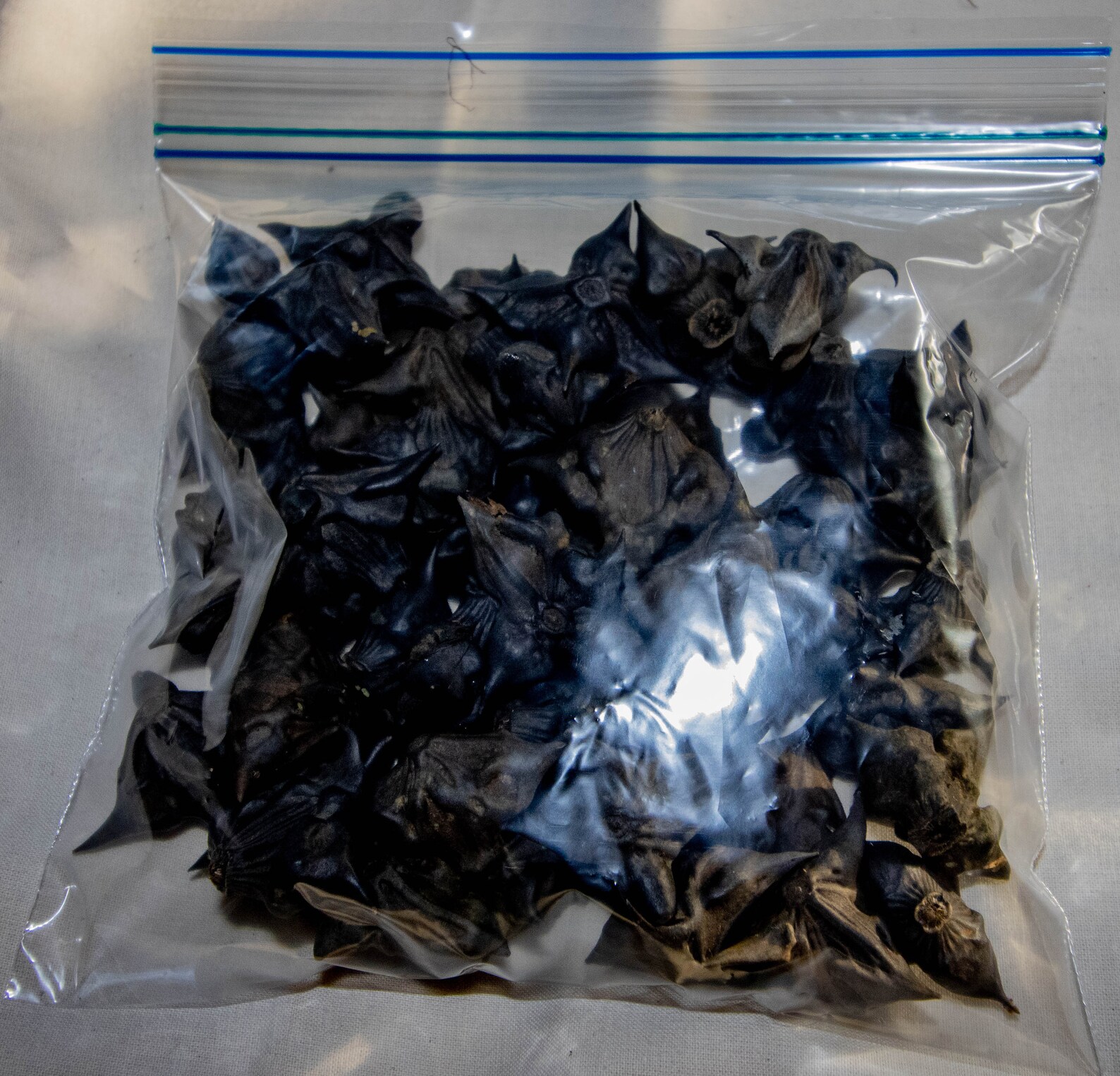 100 Water Chestnut Seeds Bat Nuts Devil Pod Seeds Caltrop - Etsy