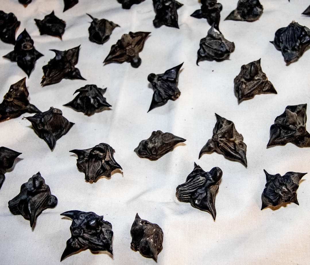 50 Bat Nuts, Devil Pod, Gargoyle Nuts, Gothic Halloween, Devil Head ...