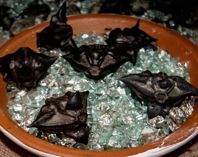 50 Water Chestnut Seeds, Bat Nuts, Devil Pod Seeds, Caltrop, Devil Head ...