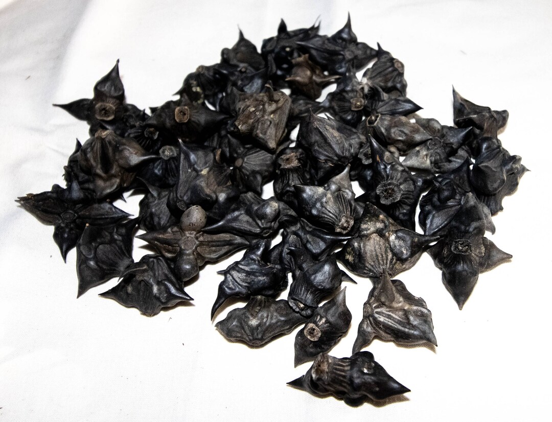100 Bat Nuts, Devil Pod Seeds, Caltrop, Devil Head, Crafting, Beading ...