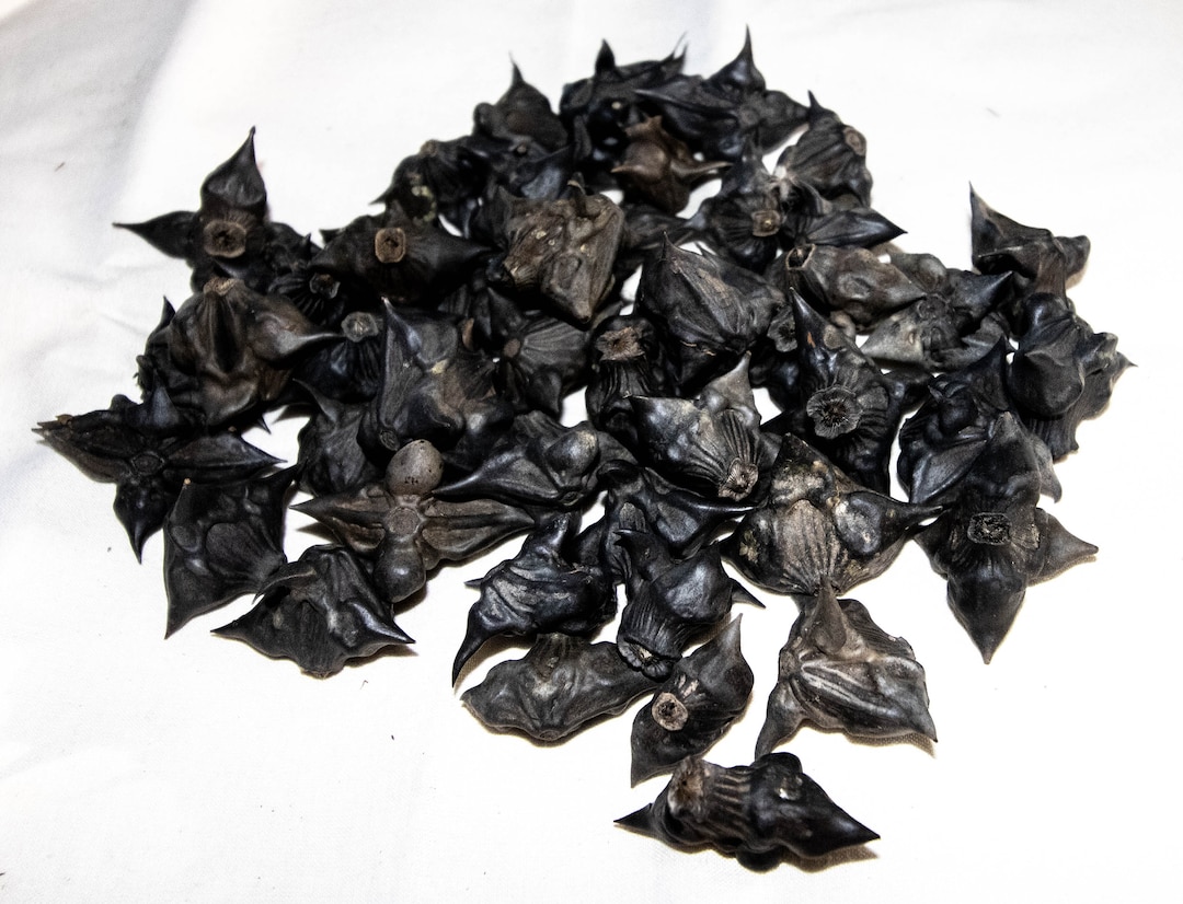 50 Bat Nuts, Devil Pod, Water Chestnuts Caltrop, Devil Head, Crafting ...