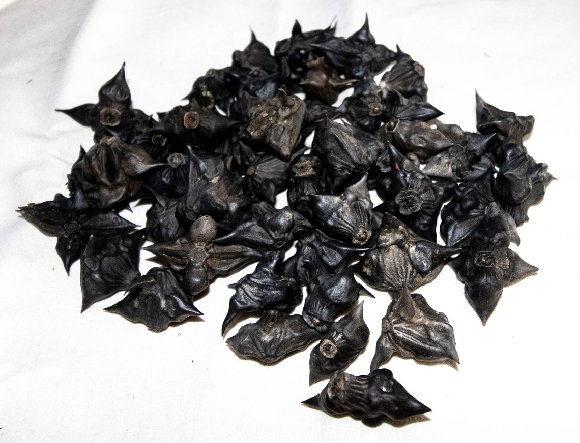 50 Bat Nuts Devil Pod Gargoyle Nuts Caltrop Devil Head - Etsy