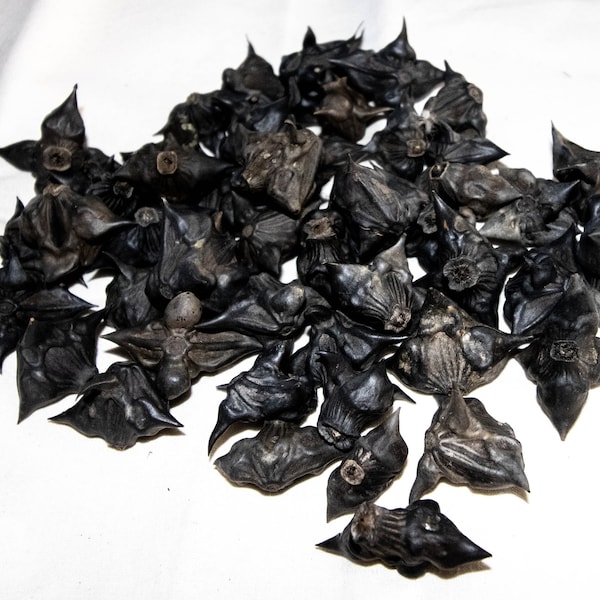 Unusual Seed Pods - Etsy