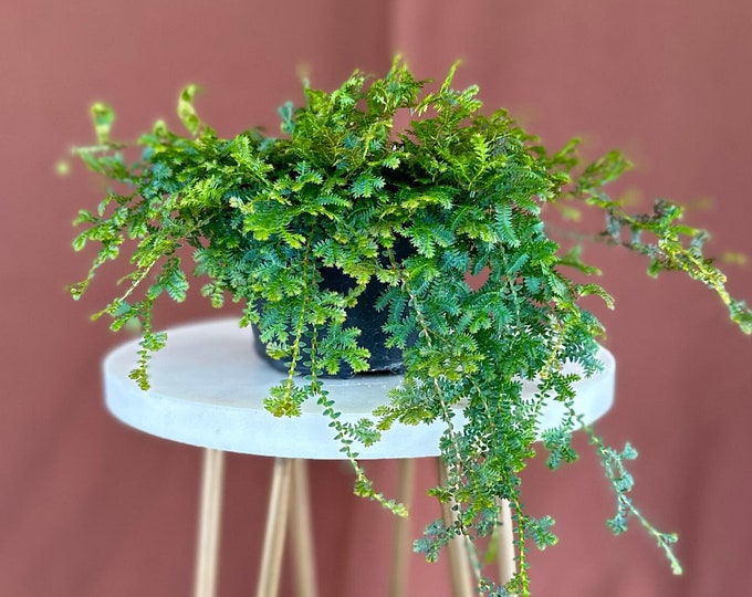 Peacock Fern (selaginella Uncinata), Rainbow Fern - Etsy