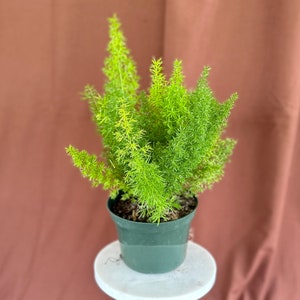 6 Foxtail asparagus Meyeri Fern Live Plant - Etsy