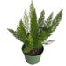 6 Foxtail asparagus Meyeri Fern Live Plant - Etsy