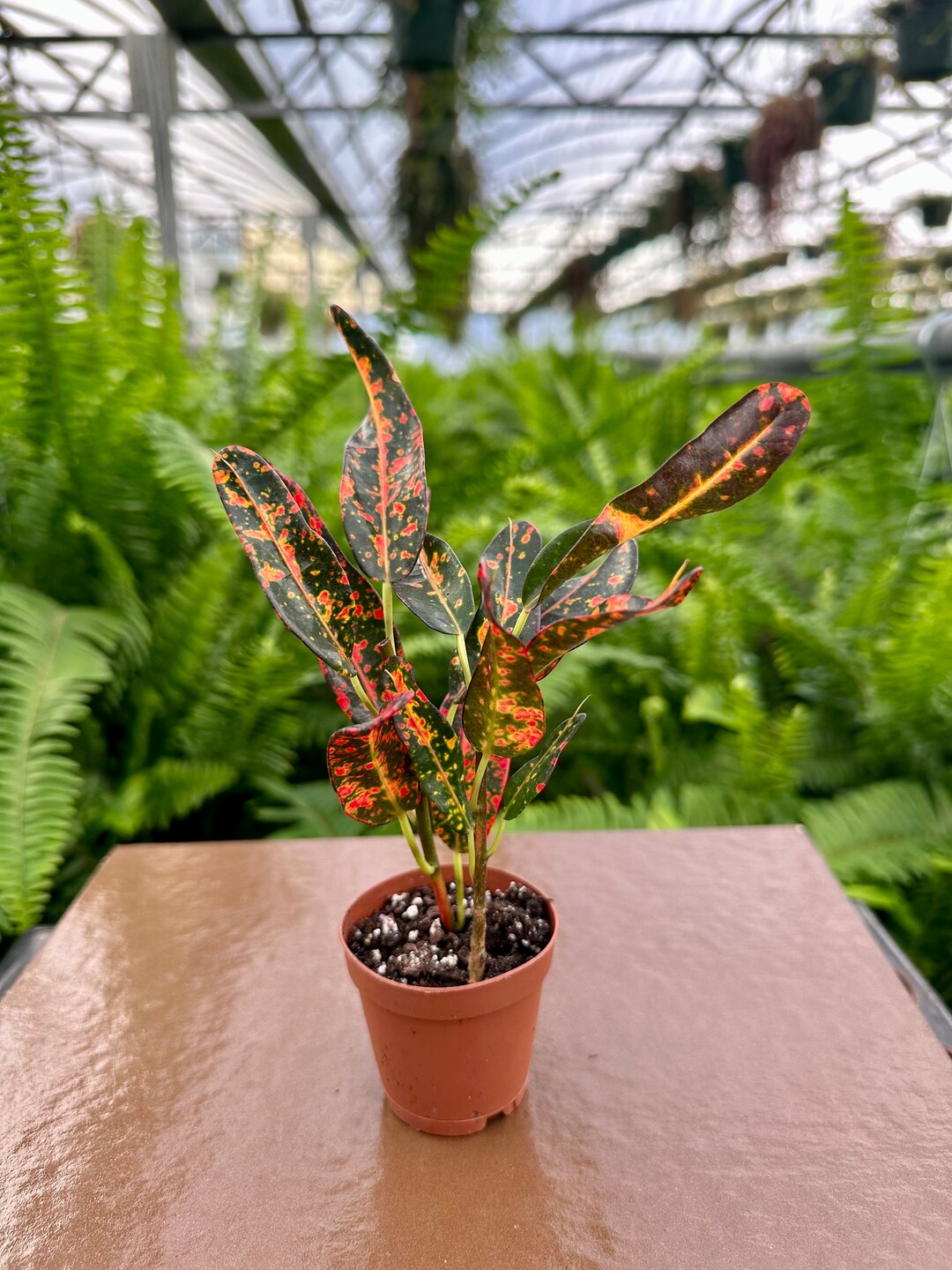 2 Croton 'mammy' Live Plant Starter Plant Vibrant Foliage Miniature ...