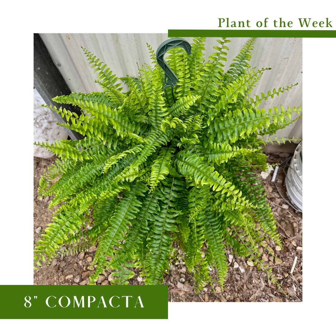 8" Boston Compacta Fern | (nephrolepis Exaltata) | Live Plant | Event ...