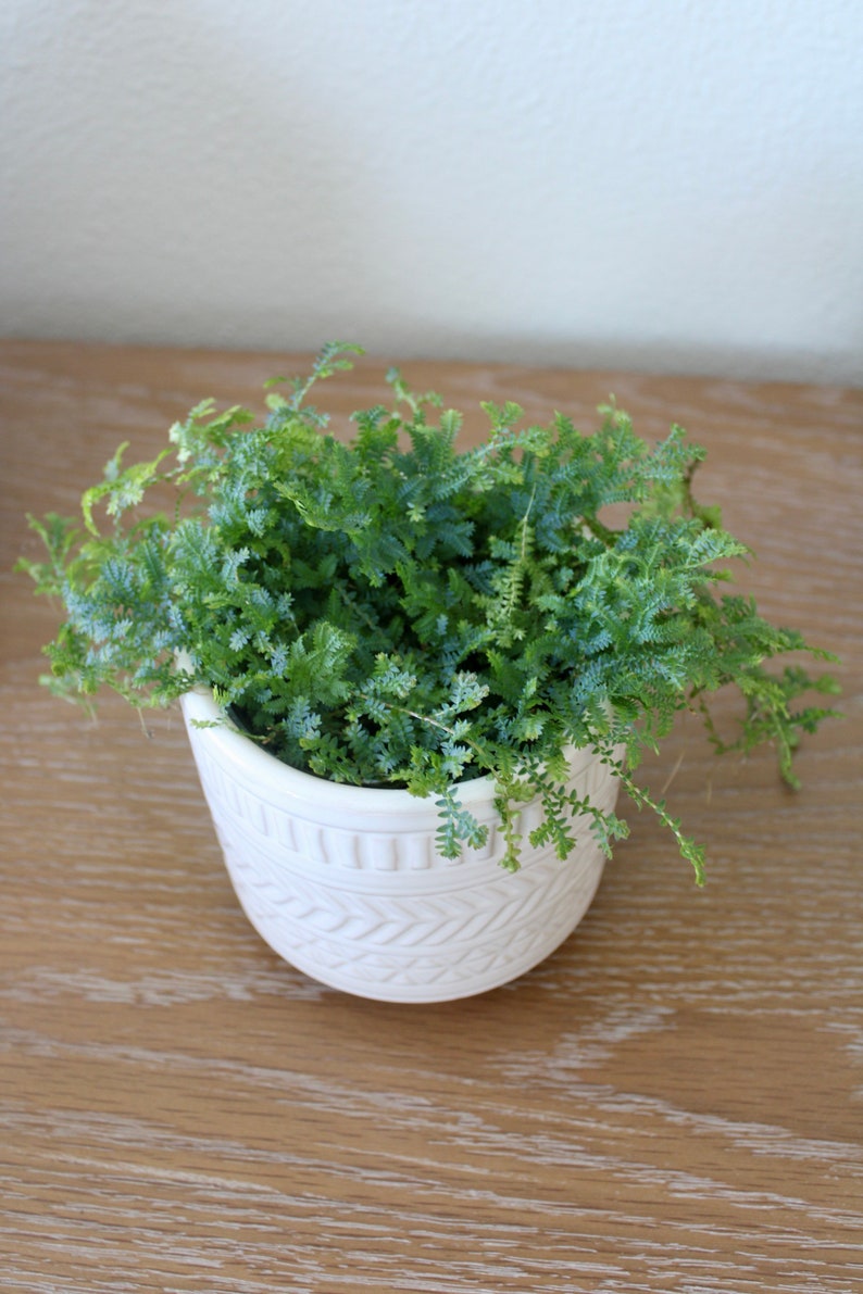 4 Peacock Fern Rainbow Spikemoss selaginella - Etsy