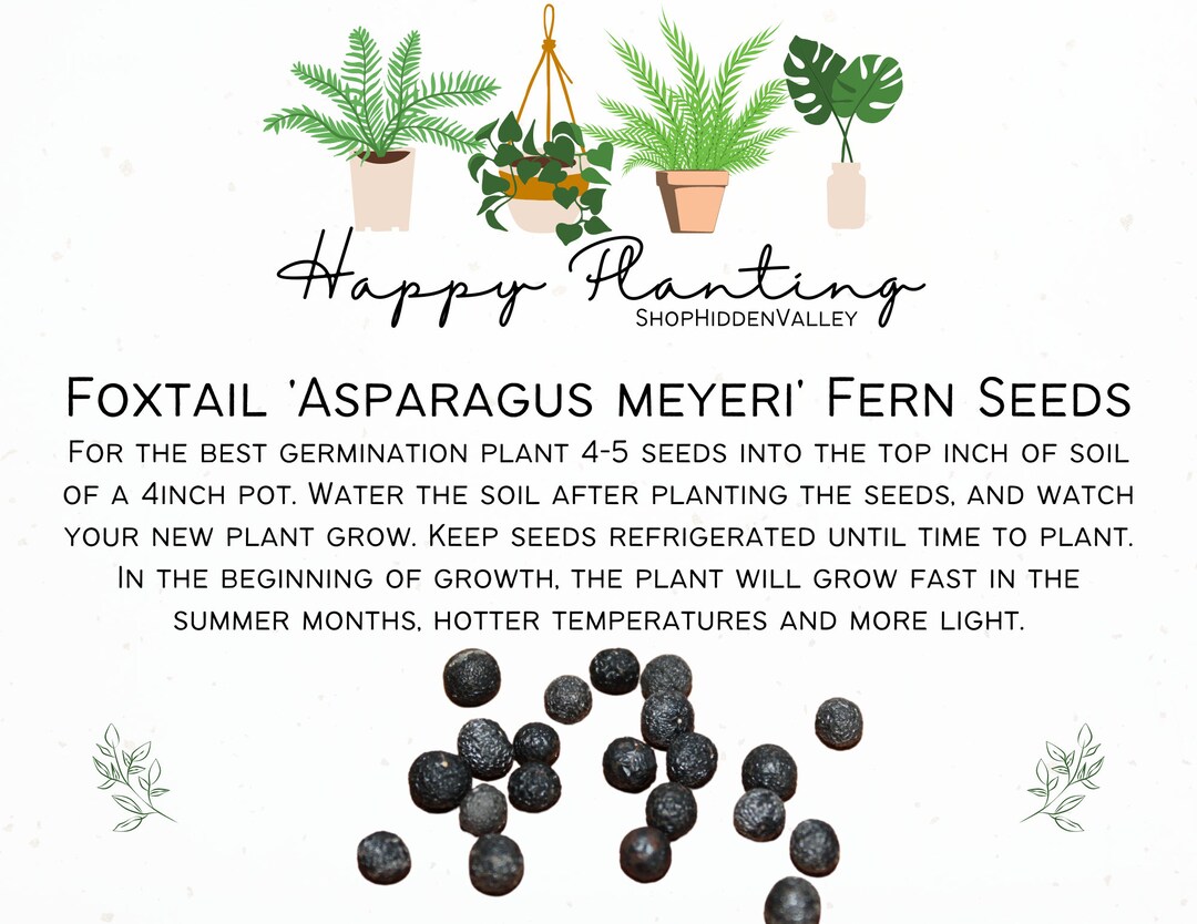 20 SEEDS: Foxtail (asparagus Meyeri) Fern - Etsy
