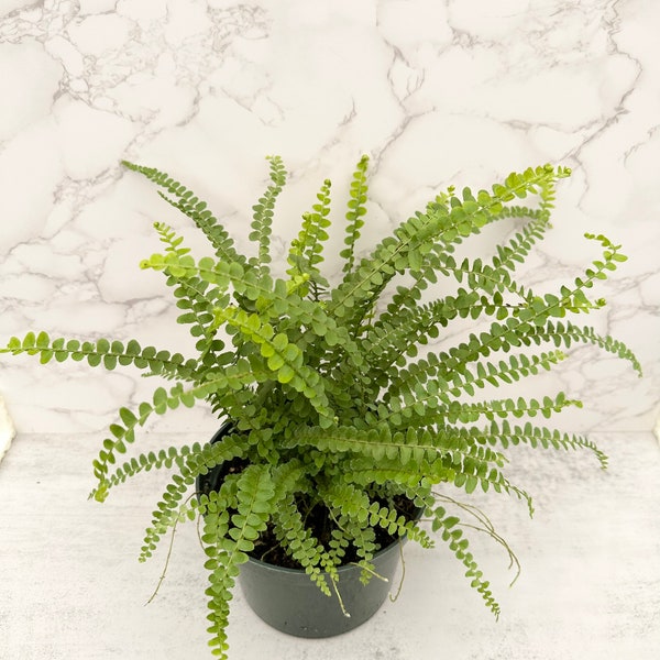 Button Fern - Etsy