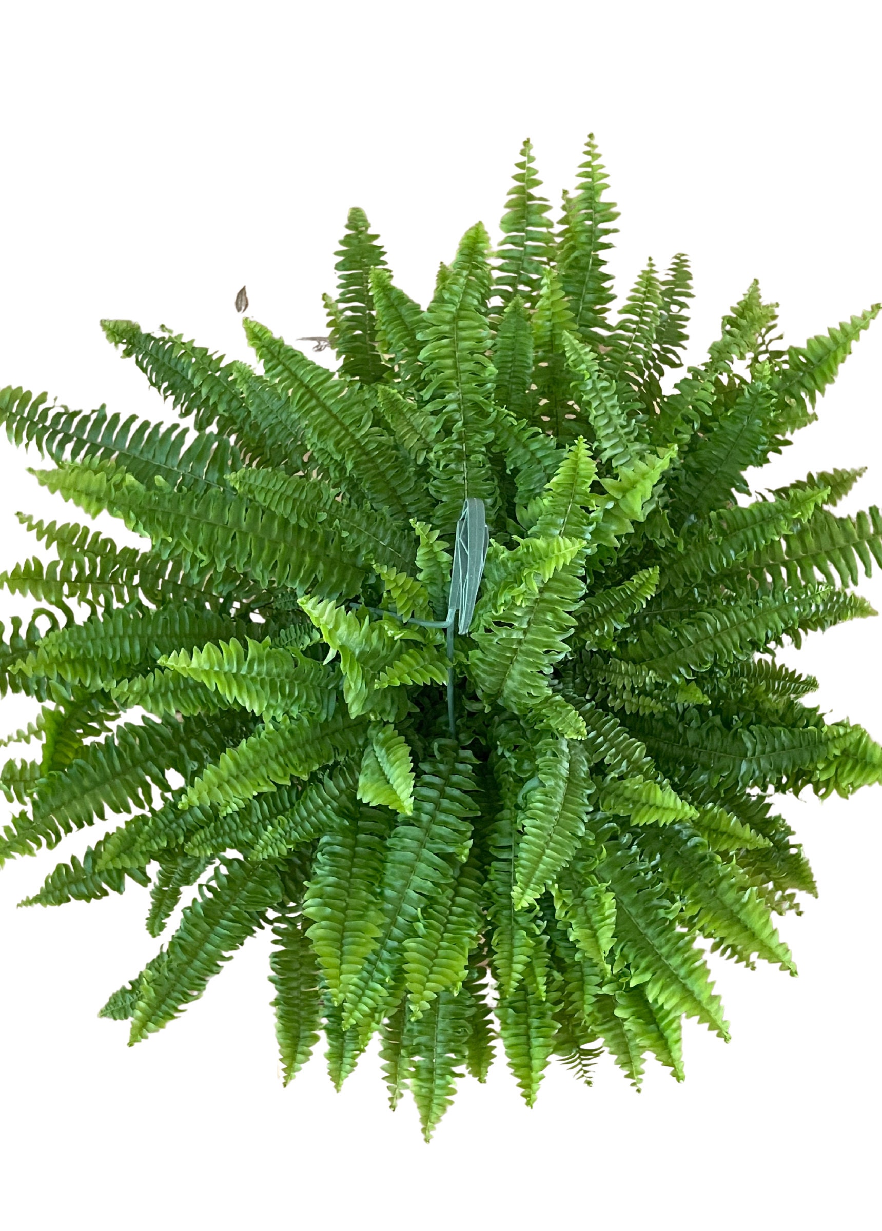 8 Boston Compacta Fern nephrolepis Exaltata Plant | Etsy