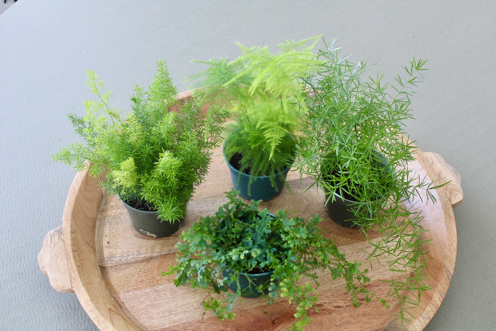 4" Fern Bundle- Any 2 Plants, Plumosa, Sprengeri, Ming, Rainbow ...