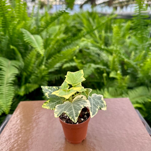 Hedera Helix Live - Etsy