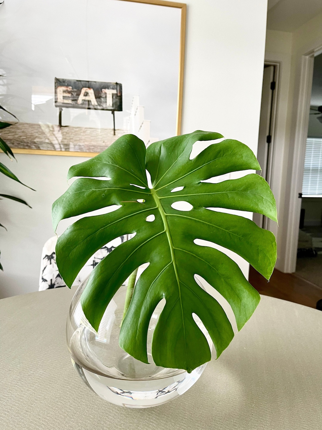 Live Plant | Monstera Deliciosa | 4" Growers Pot | Split Leaf ...