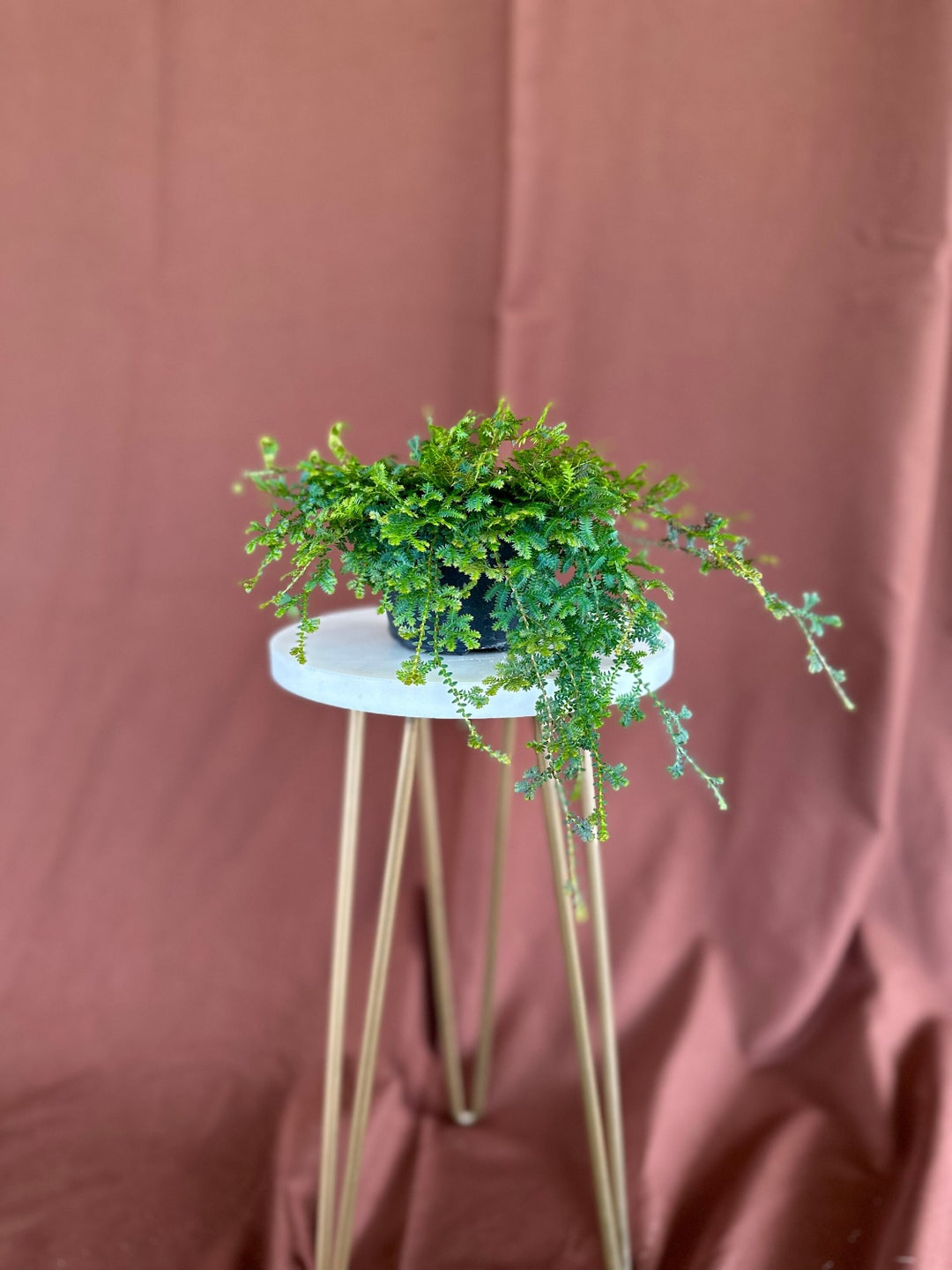 4" Peacock Fern | Rainbow Spikemoss | (selaginella Uncinata) | Live ...