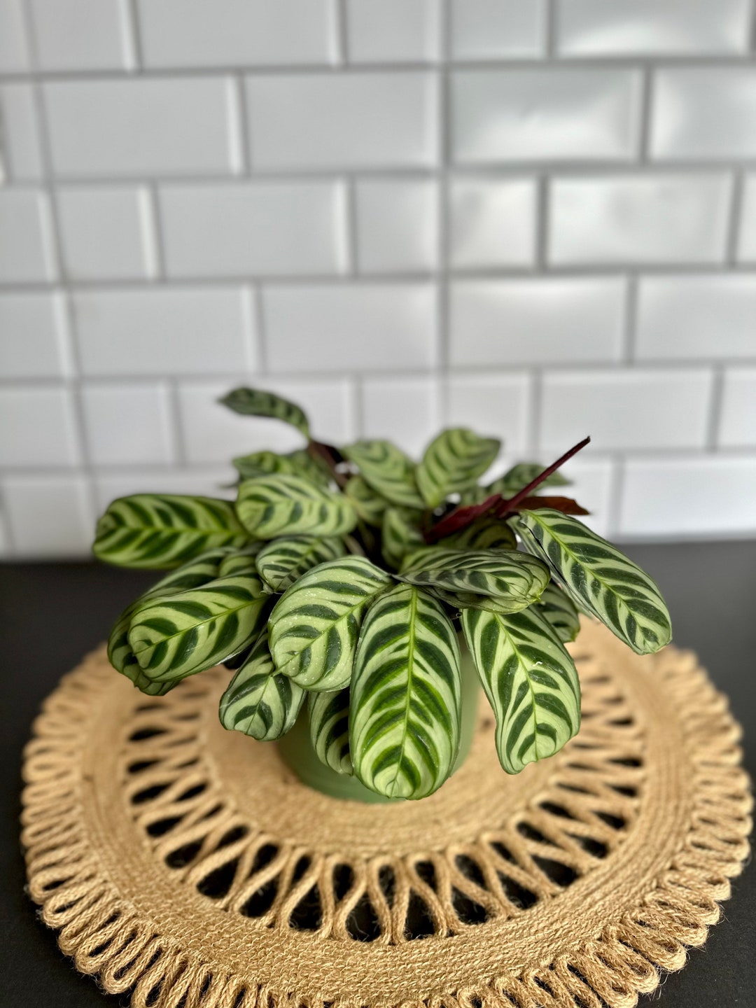 6 Calathea Burle Marxii 'fishbone Prayer' - Etsy