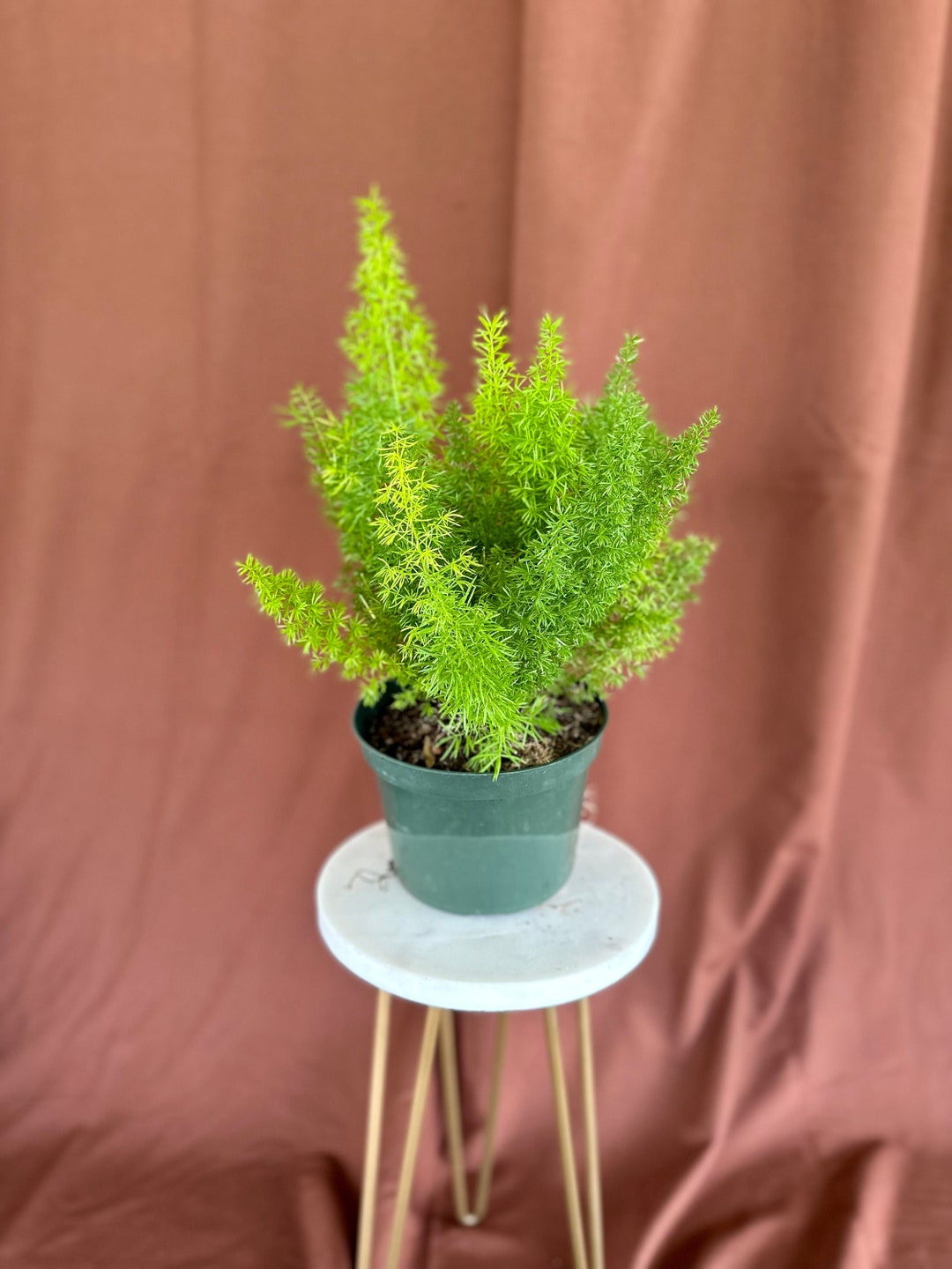 6 Foxtail asparagus Meyeri Fern Live Plant - Etsy