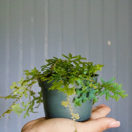 4 Peacock Fern Rainbow Spikemoss selaginella - Etsy