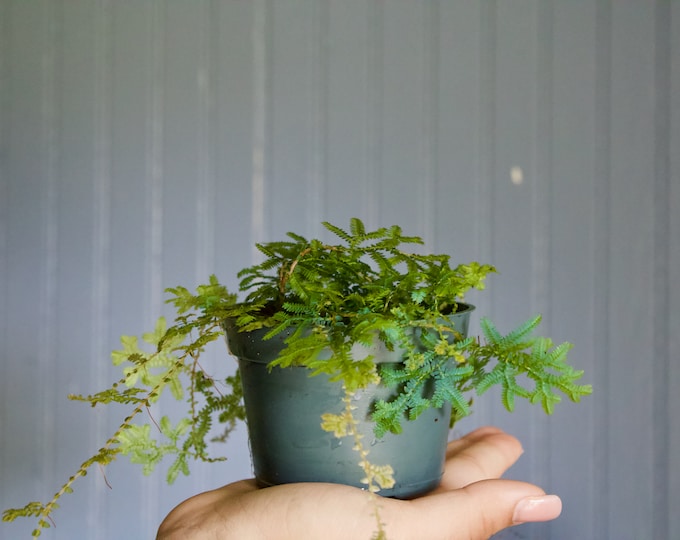 Peacock Fern Rainbow Fern 8 Hanging Basket - Etsy