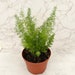 6 Foxtail asparagus Meyeri Fern Live Plant - Etsy