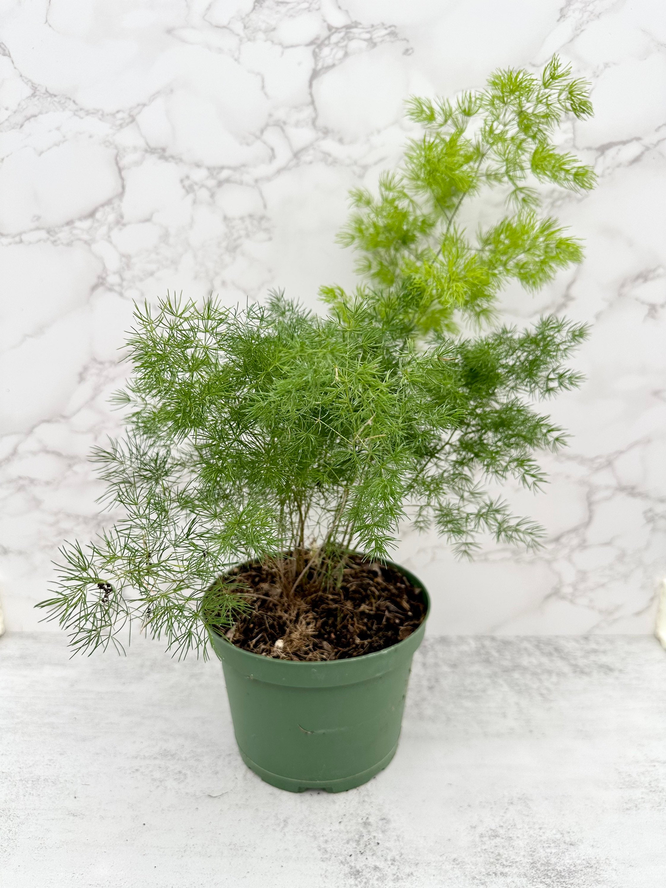Asparagus Myriocladus