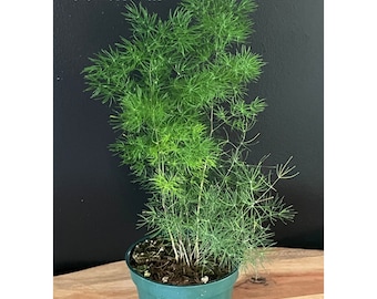 Asparagus Myriocladus, the Ming Fern - Etsy