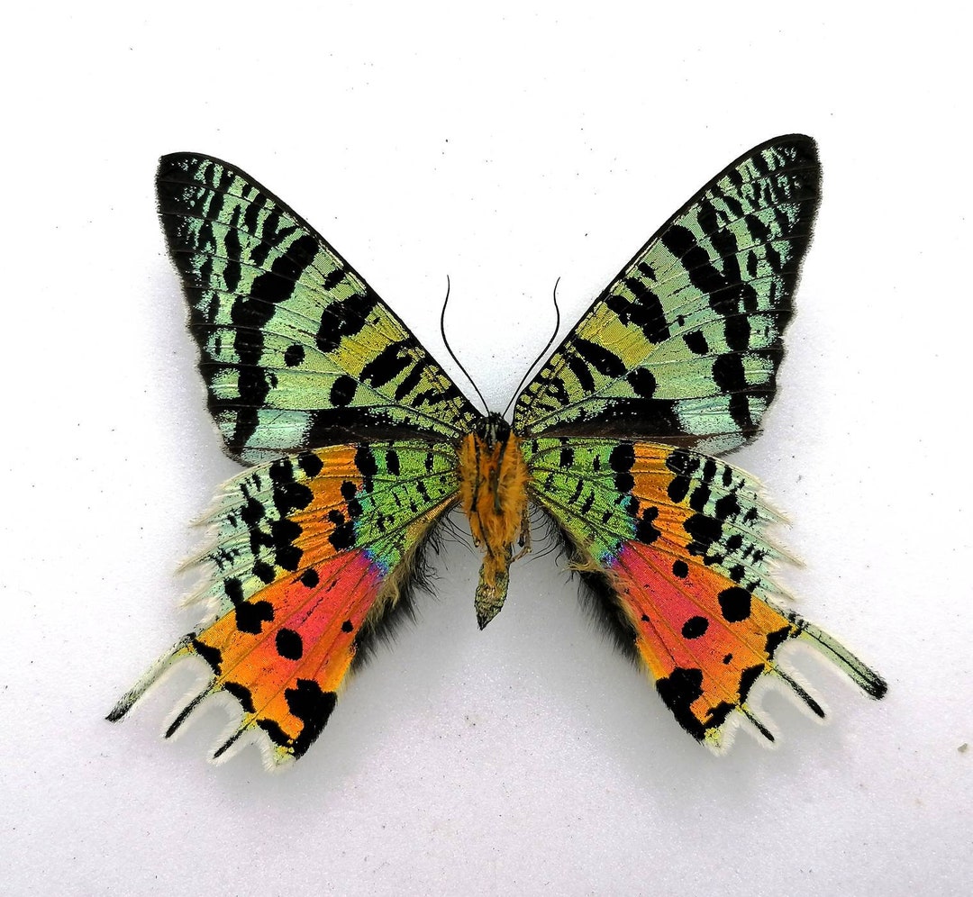 Este artículo no está disponible - Etsy