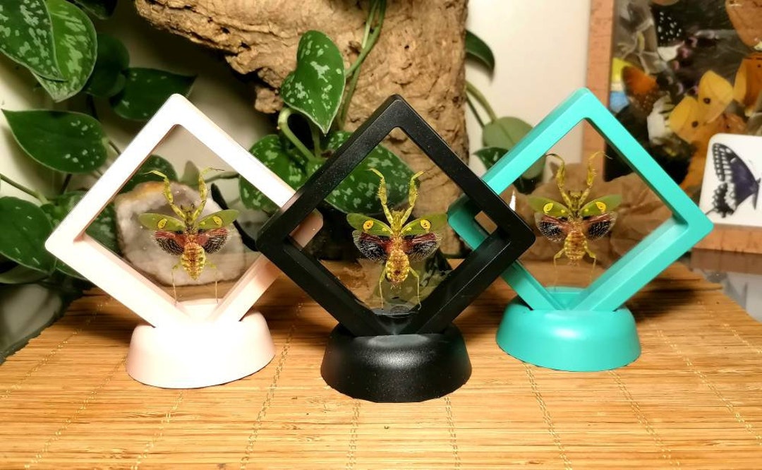 Creobroter Gemmatus in Floating Frame, Praying Mantis, Entomology ...
