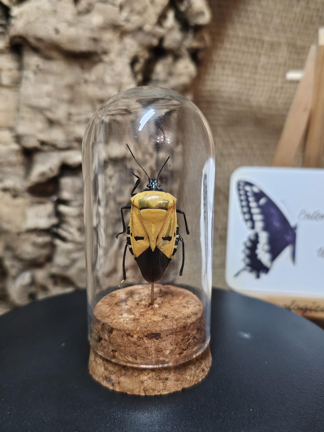 Catacanthus Incarnatus Man Faced Beetle Yellow Bug Beetle Insect in ...