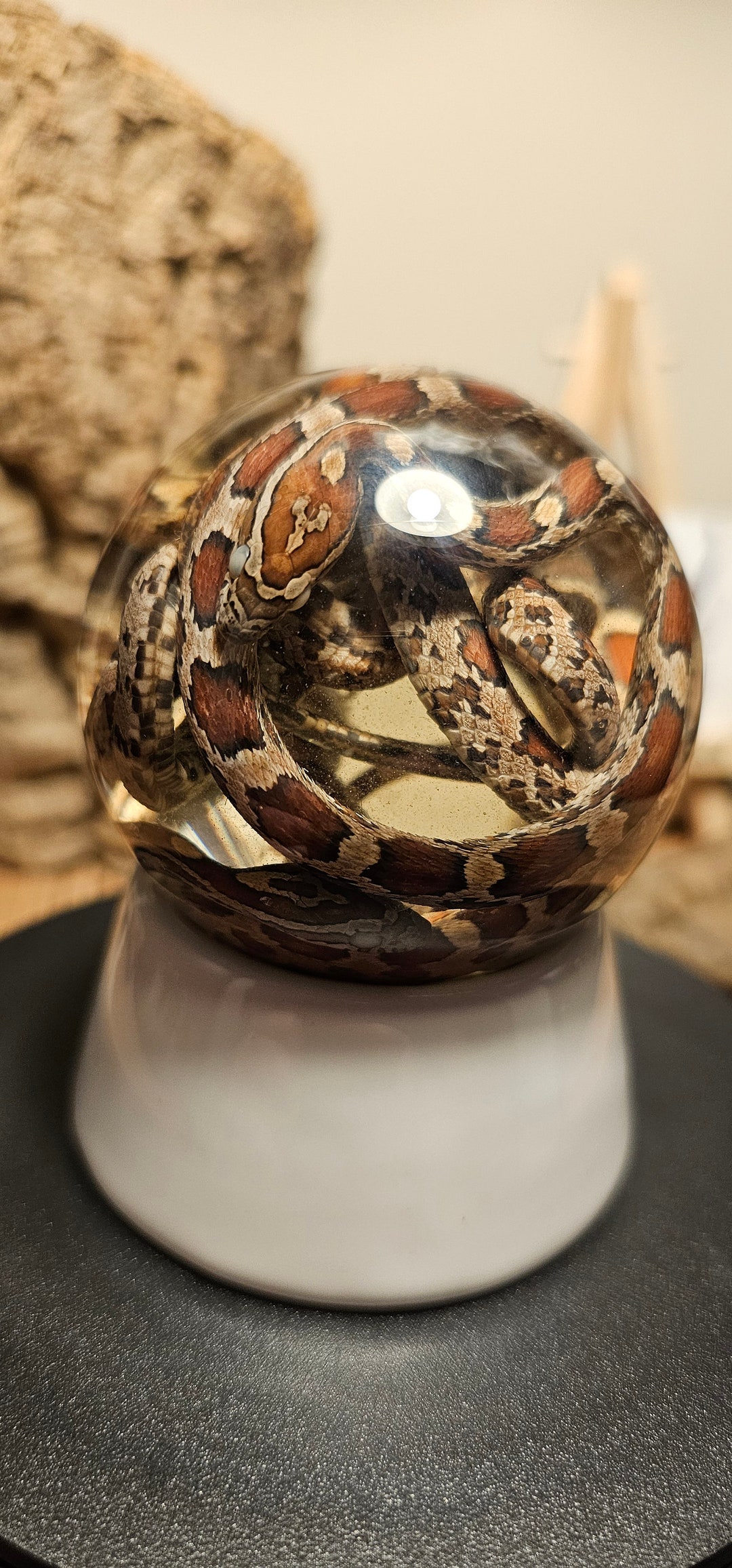 Snake Wet Specimen Wet Preserved Corn Snake Glass Ball With Base ...