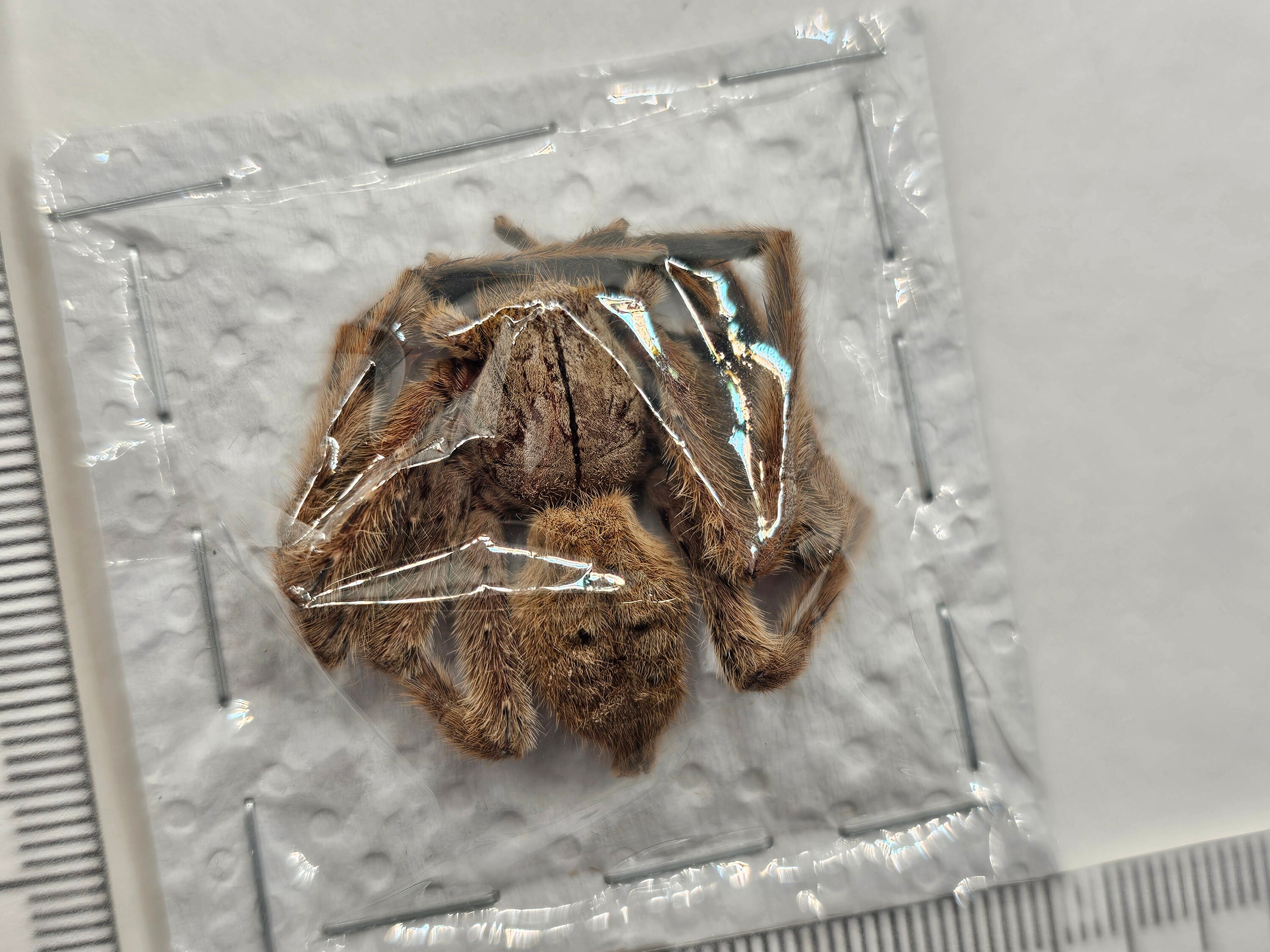 Echte Spinne Heteropoda spp. cf venatoria Malaysia Unpräpariert ...