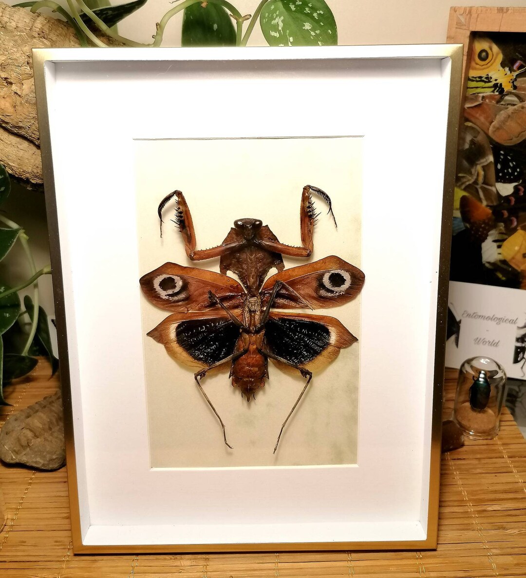 Praying Mantis, Mantis, Mantid, Deroplatys Desiccata, Female ...