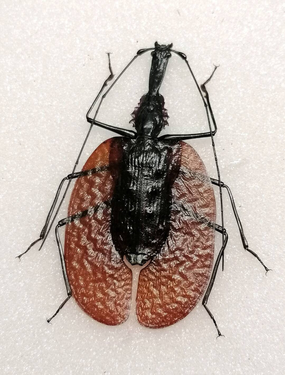 Mormolyce Phyllodes, Violin Beetle, UNMOUNTED, for Entomology or ...