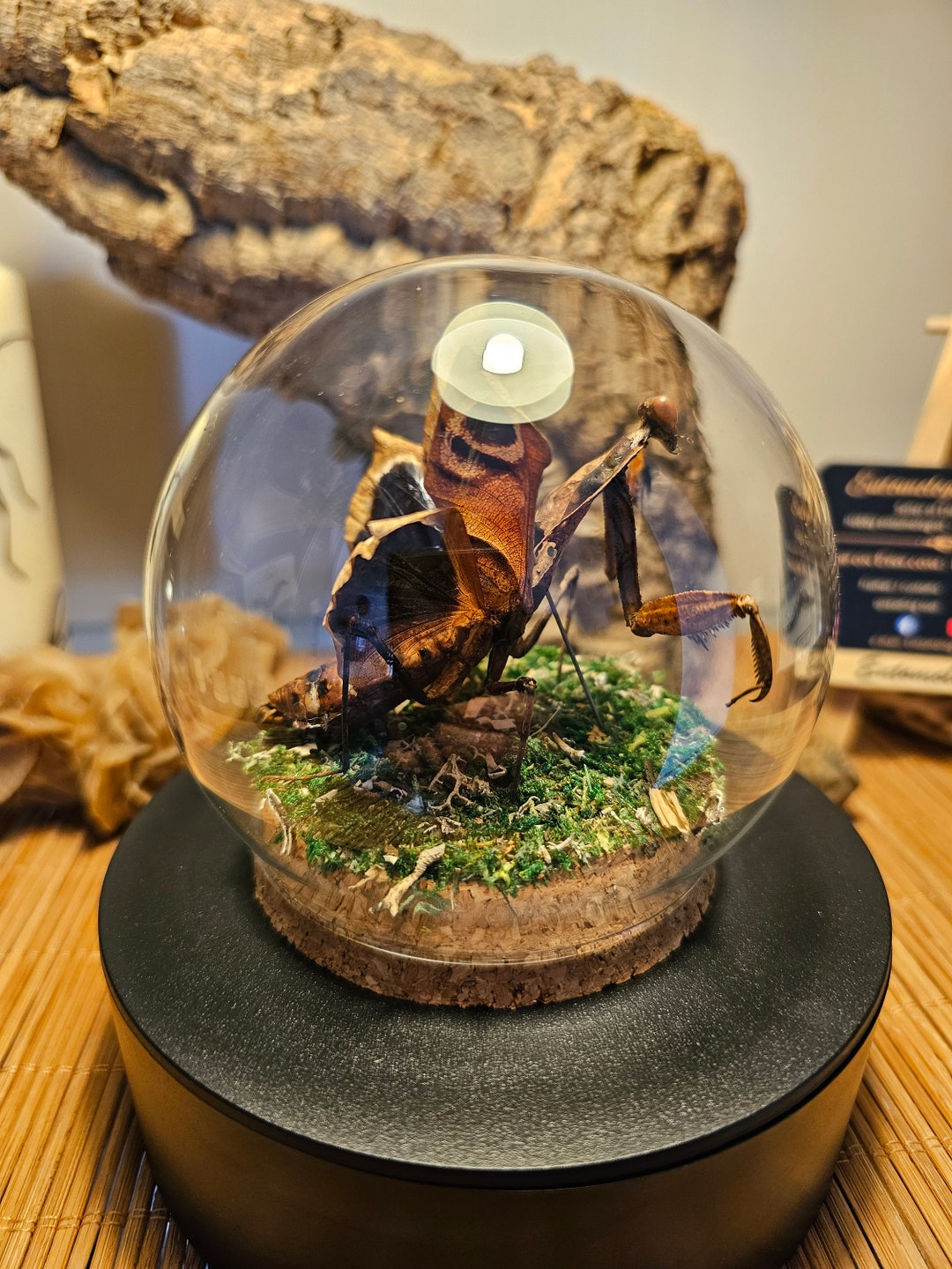 Praying Mantis Deroplatys Desicata Dead Leaf Mantis in Glass Ball ...