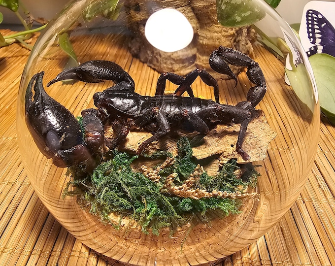 Real Scorpion in a Glass Ball, Heterometrus Cyaneus, Entomology ...