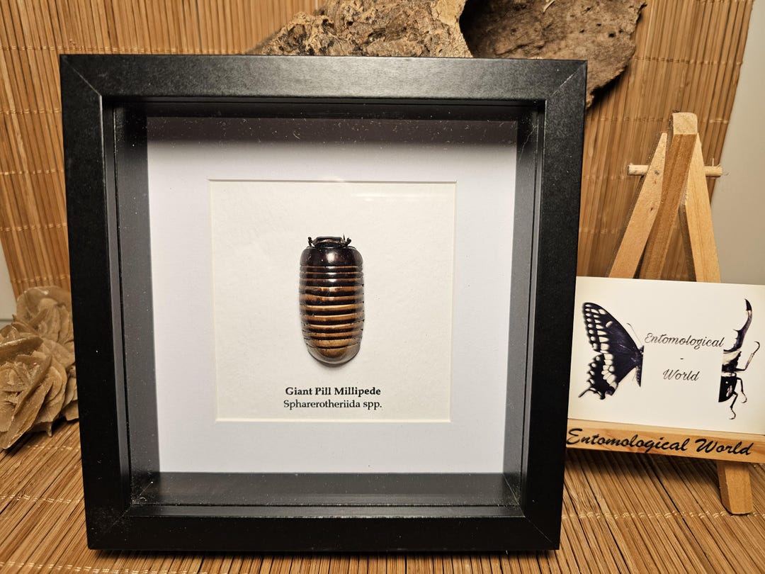 Giant Pillworm Giant Woodlouse Millipedes Isopod Woodlouse Gift Idea ...