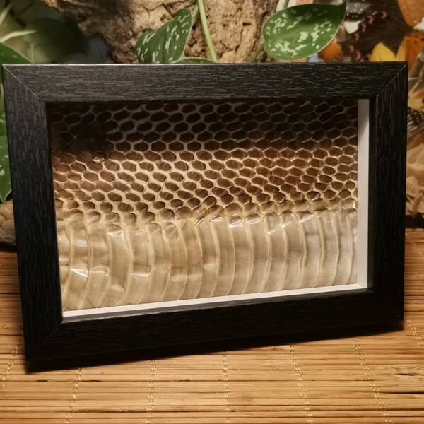 Real Animal Skin - Etsy