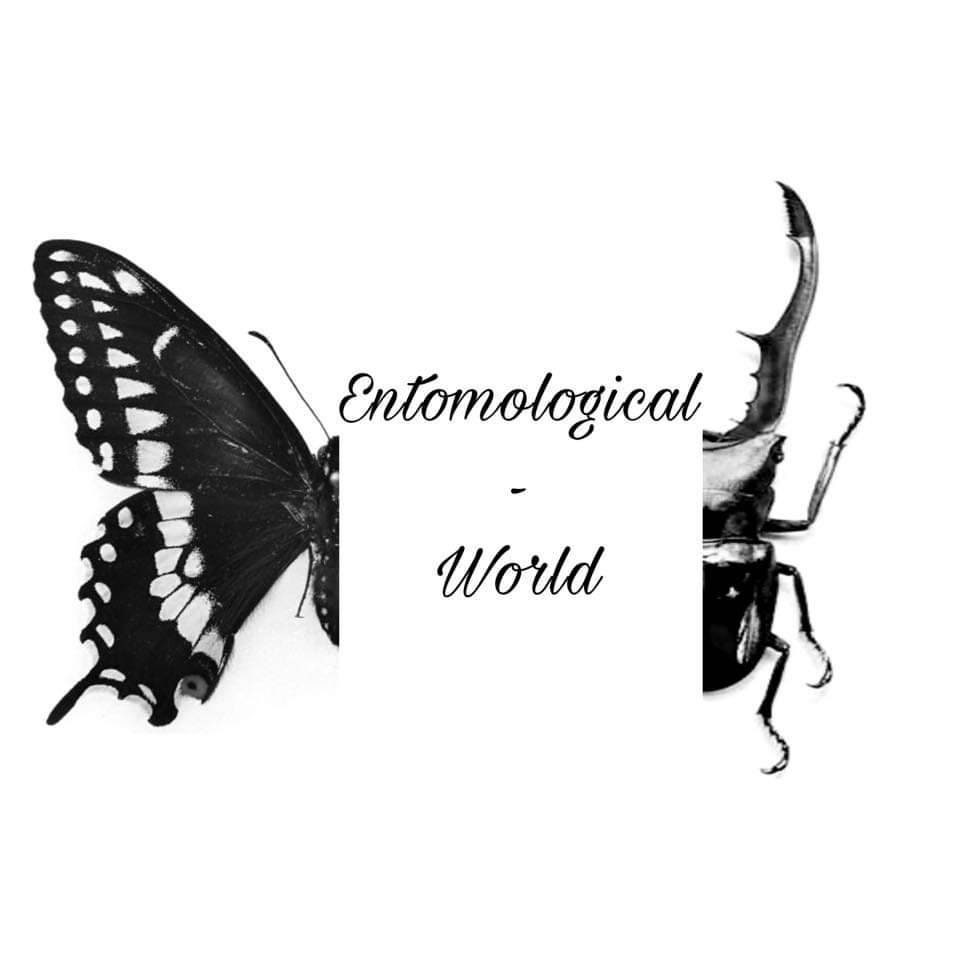 Phyllium pulchriphyllium Pulchrifolium Java Leaf Insect - Etsy