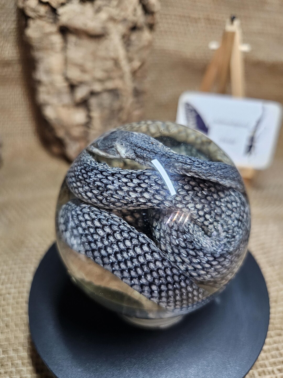 Poisonous Snake in Glass Ball Zamenis Longissimus Snake Wet Preparation ...