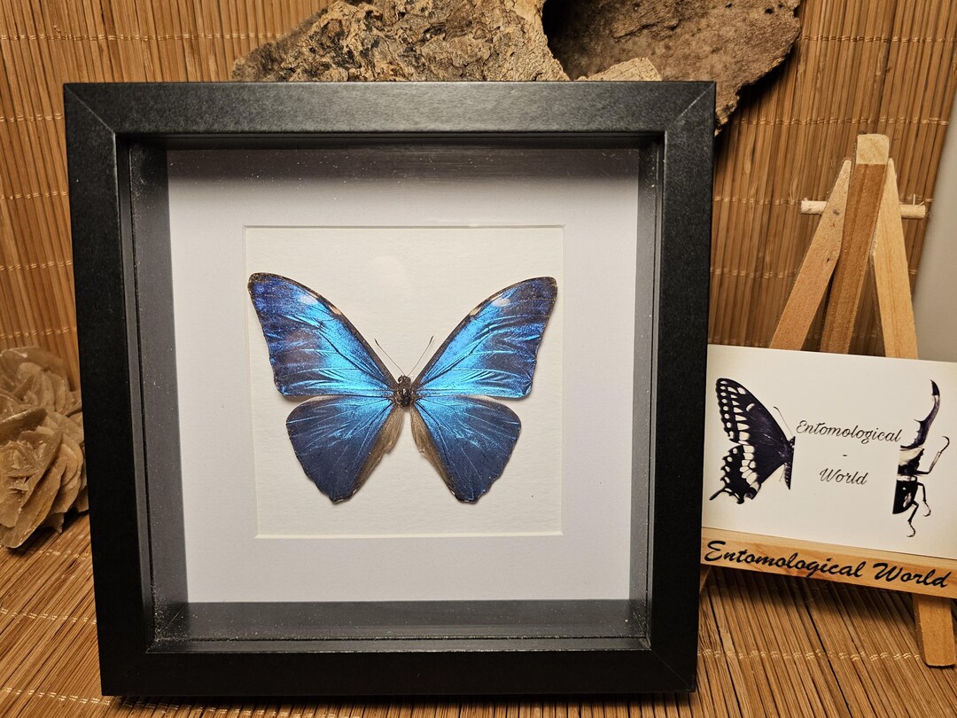 Morpho Adonis Blue Iridescent Butterfly Picture Frame Decoration Gift ...