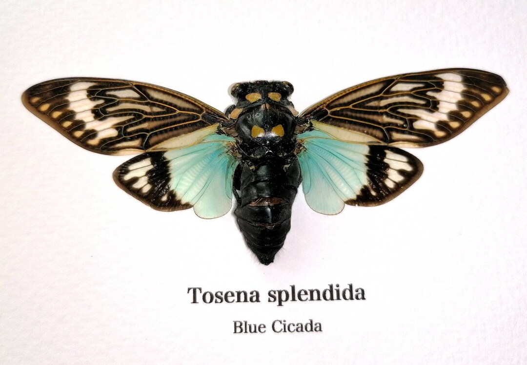 Tosena Splendida, Blue Cicada, Spread A1, 110 Mm, Entomology ...