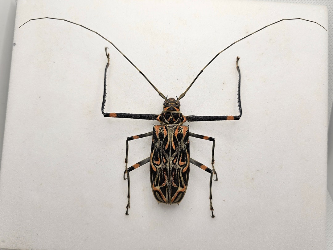 Acrocinus Longimanus Female A1 64 Mm Harlequin Beetle Entomology ...