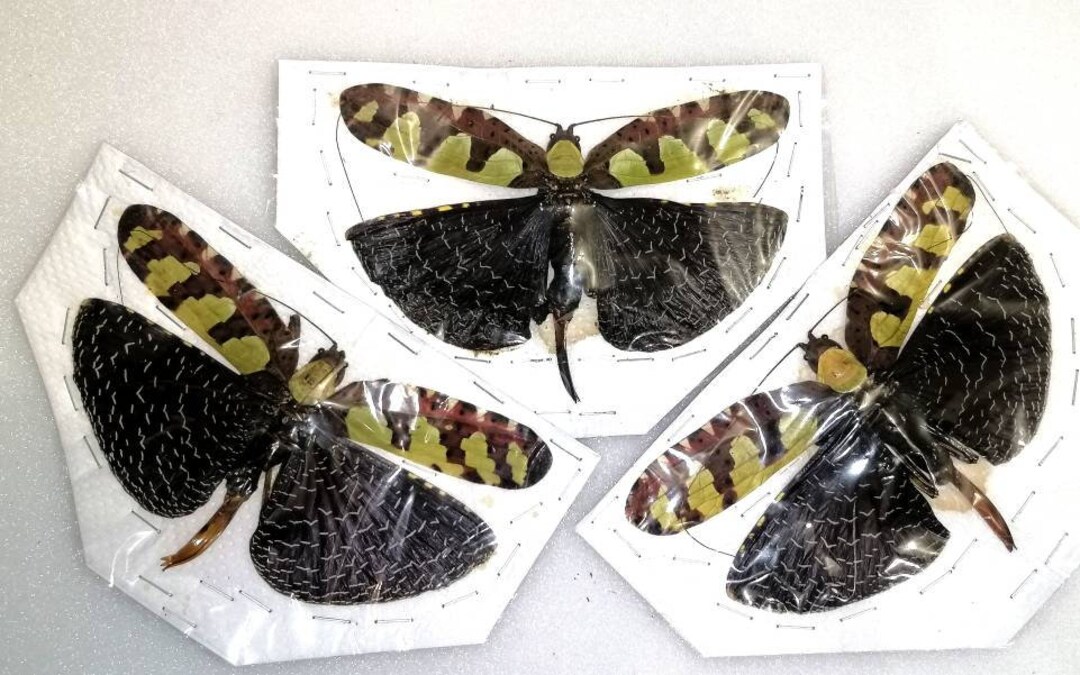 Sanaea, Sanaa Regalis, A1 Orthoptera, Himalayan Cricket, Prepared ...