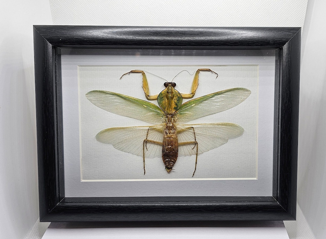 Rhombodera Spec. Praying Mantis, Taxidermied Mantis, Mantid, Male ...