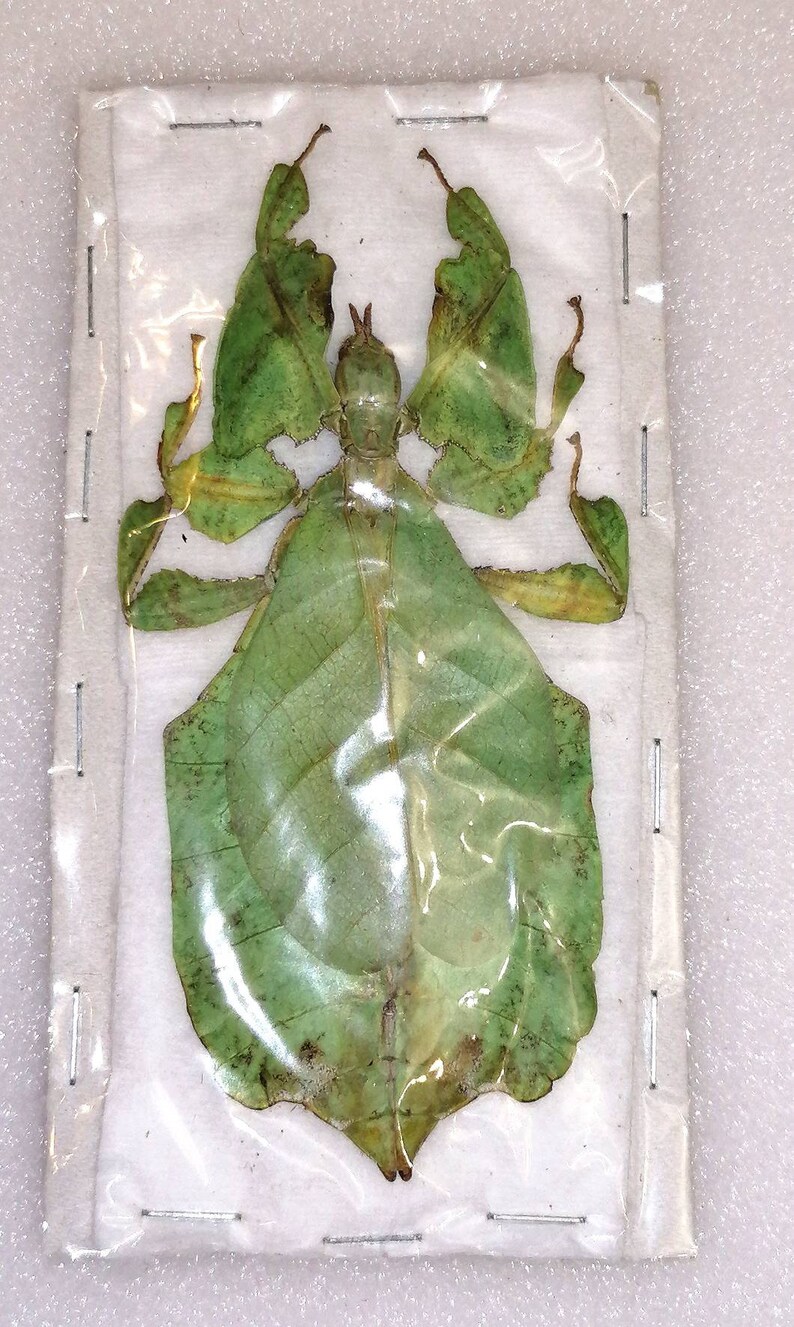 Phyllium pulchriphyllium Pulchrifolium Java Leaf Insect - Etsy
