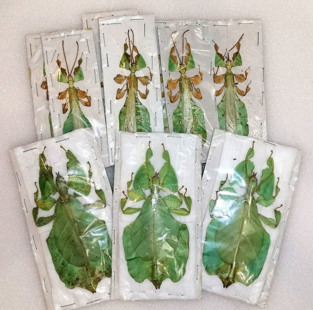 Phyllium pulchriphyllium Pulchrifolium Java Leaf Insect - Etsy